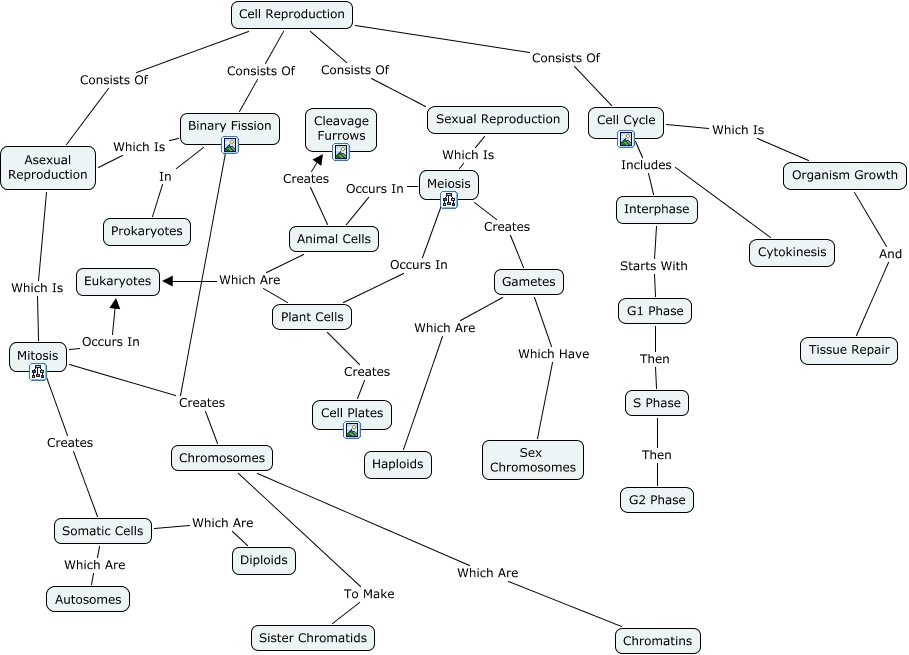 Cellular Reproduction